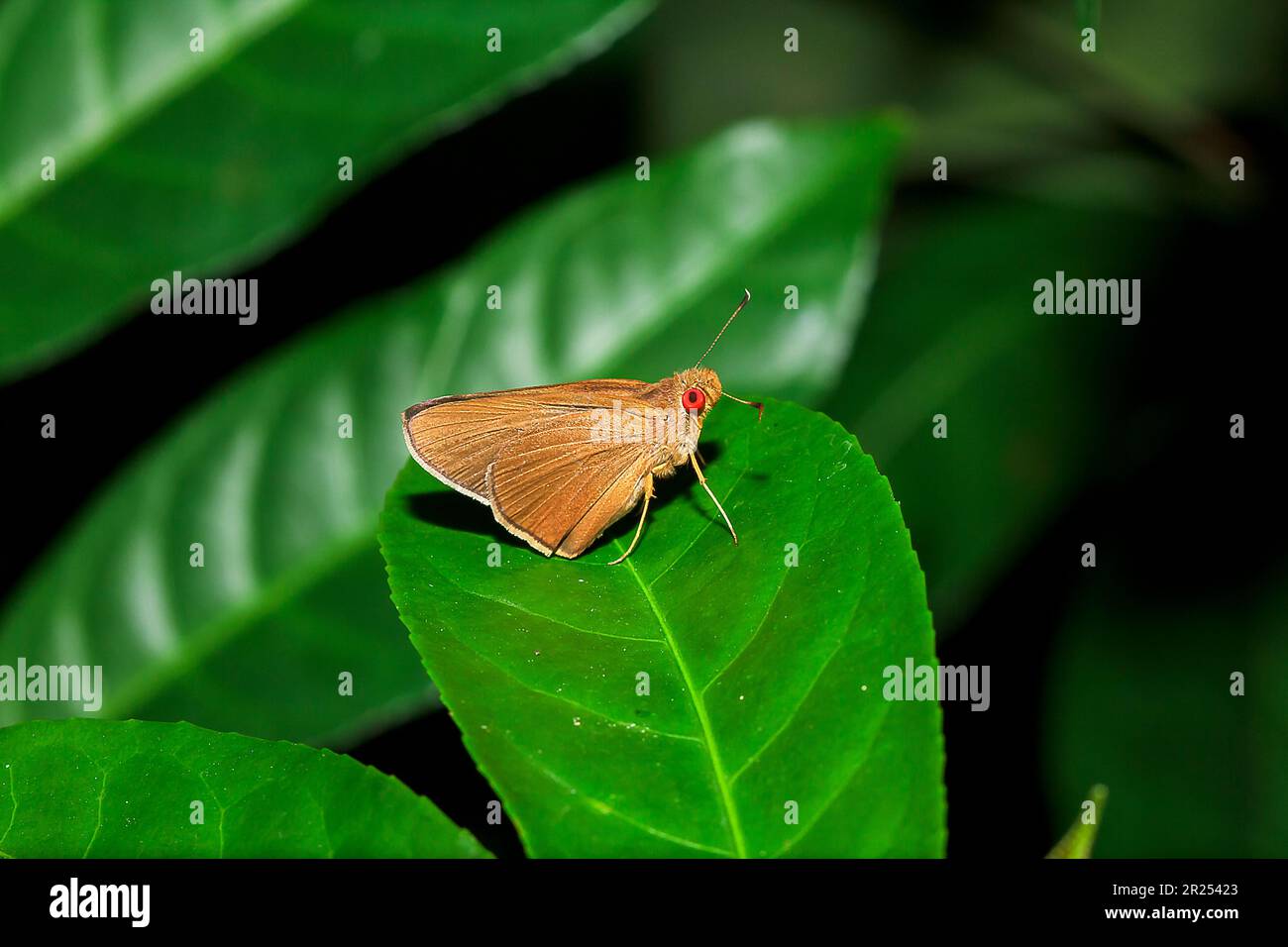 Matapa aria on the leaves is a butterfly in the family Hesperiidae ...