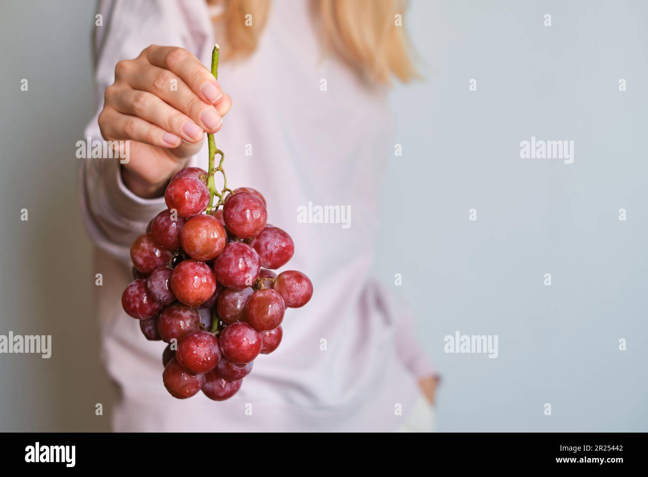 Bunch of grapes in the hands of a girl. Handpicked ripe grapes closeup ...