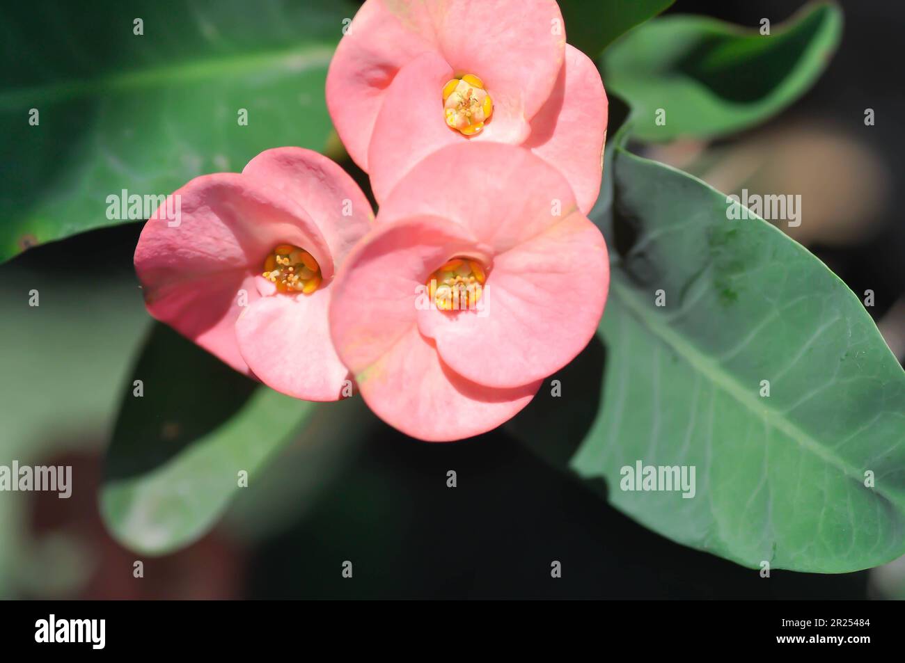 How to grow crown of thorns hi-res stock photography and images - Alamy