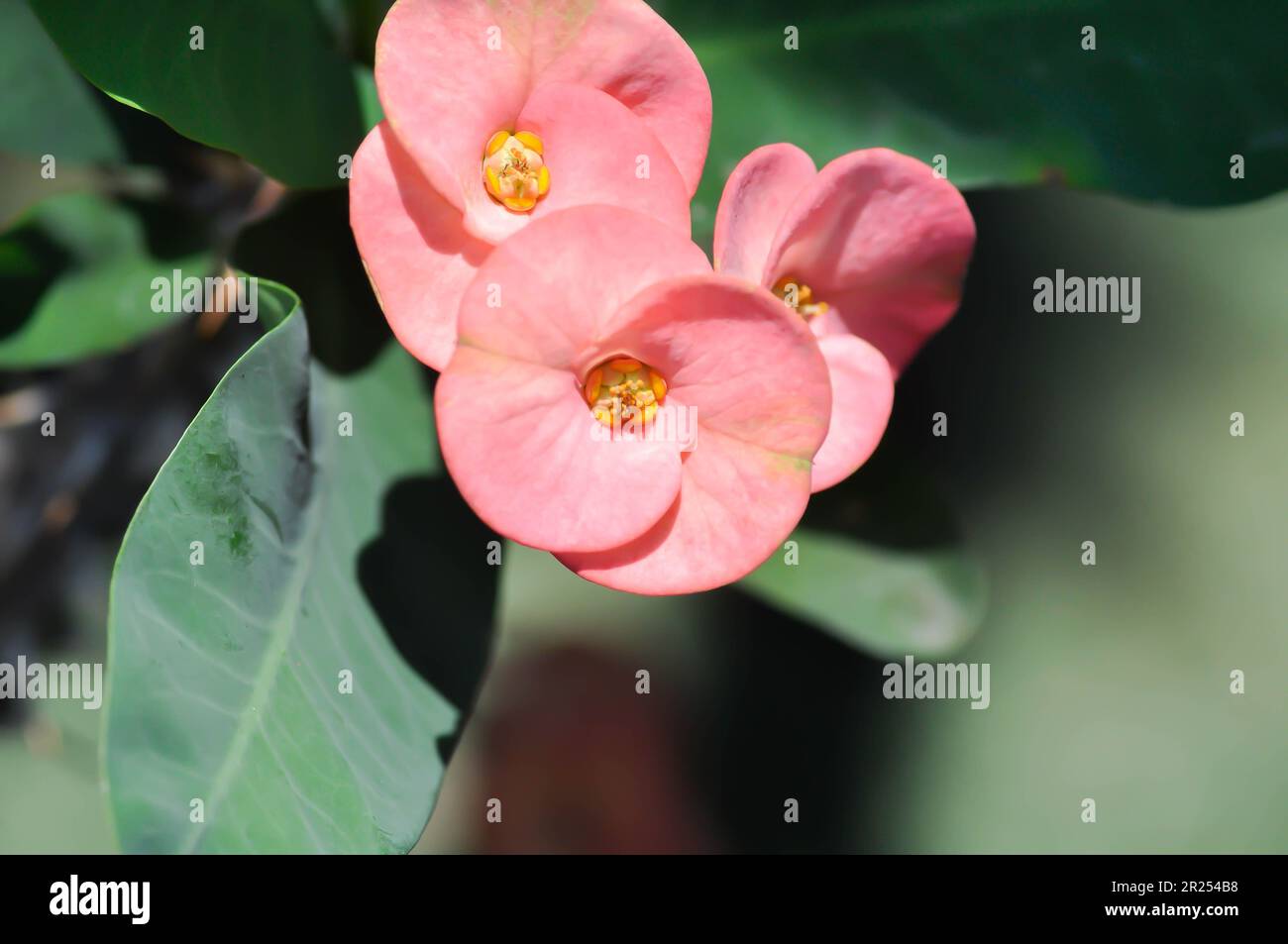 How to grow crown of thorns hi-res stock photography and images - Alamy