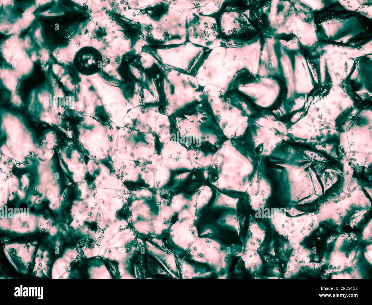 Squash cells texture seen in biological optical microscope. Colors are ...