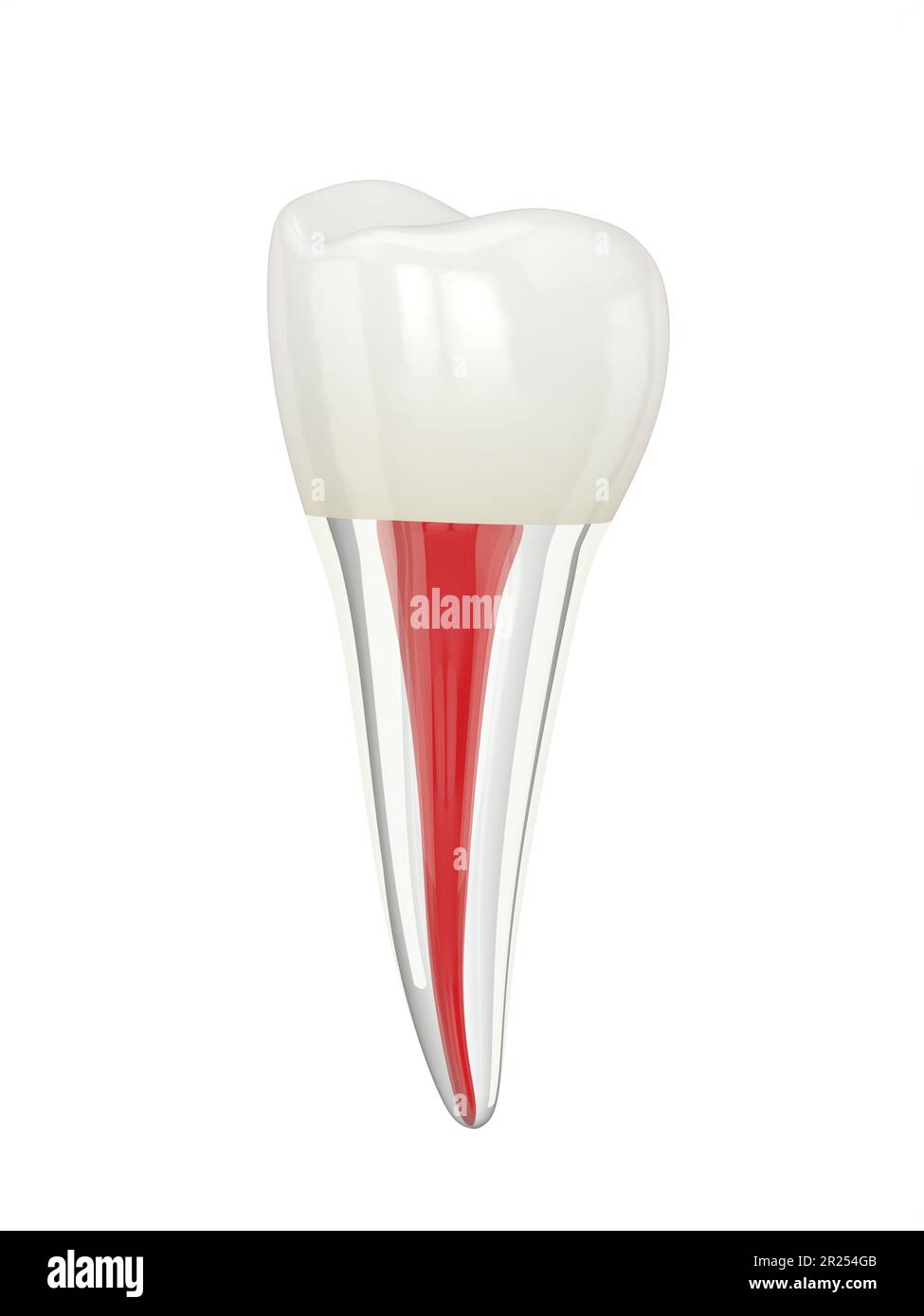 3d render of premolar tooth with visible canal root over white ...