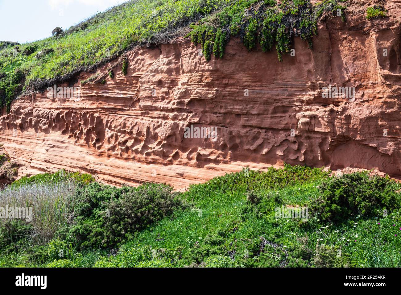 Red Rocks covered in greenery in Dawlish Warren, Devon, Uk Stock Photo ...