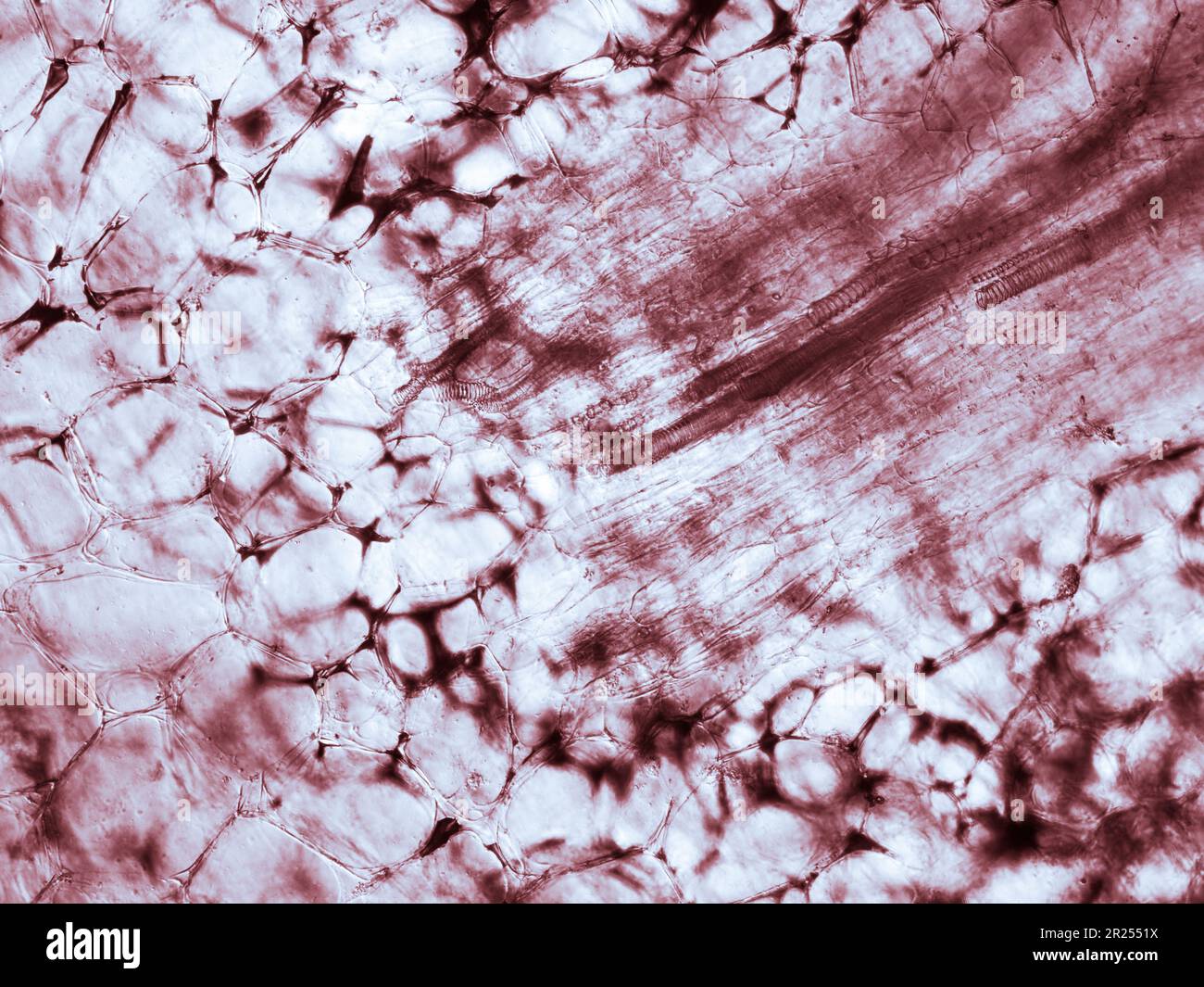 Cucumber cells and vessels texture seen in biological optical ...