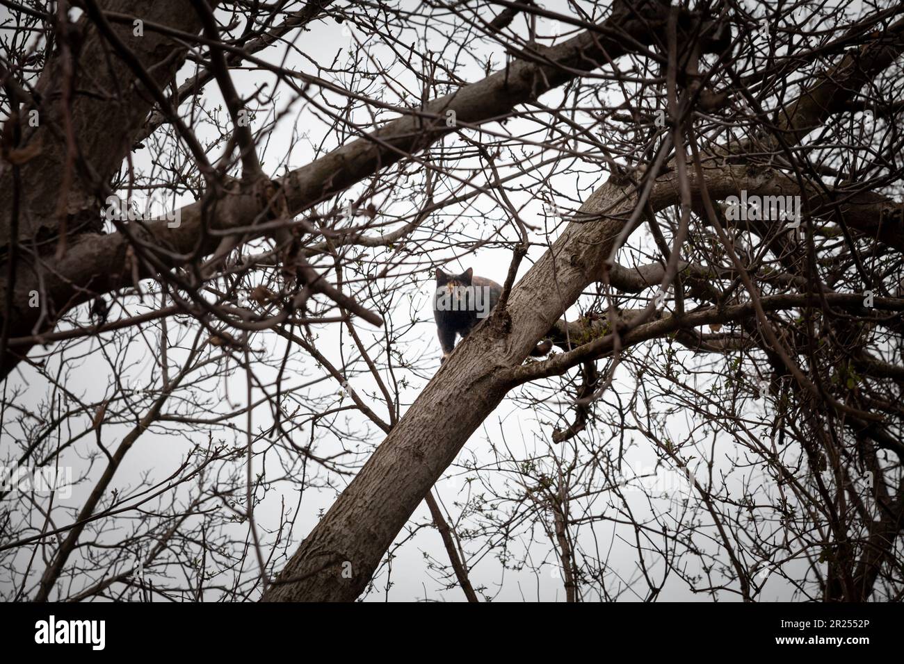 Picture of a cat on a tree, a calico cat, standing at the top of a ...