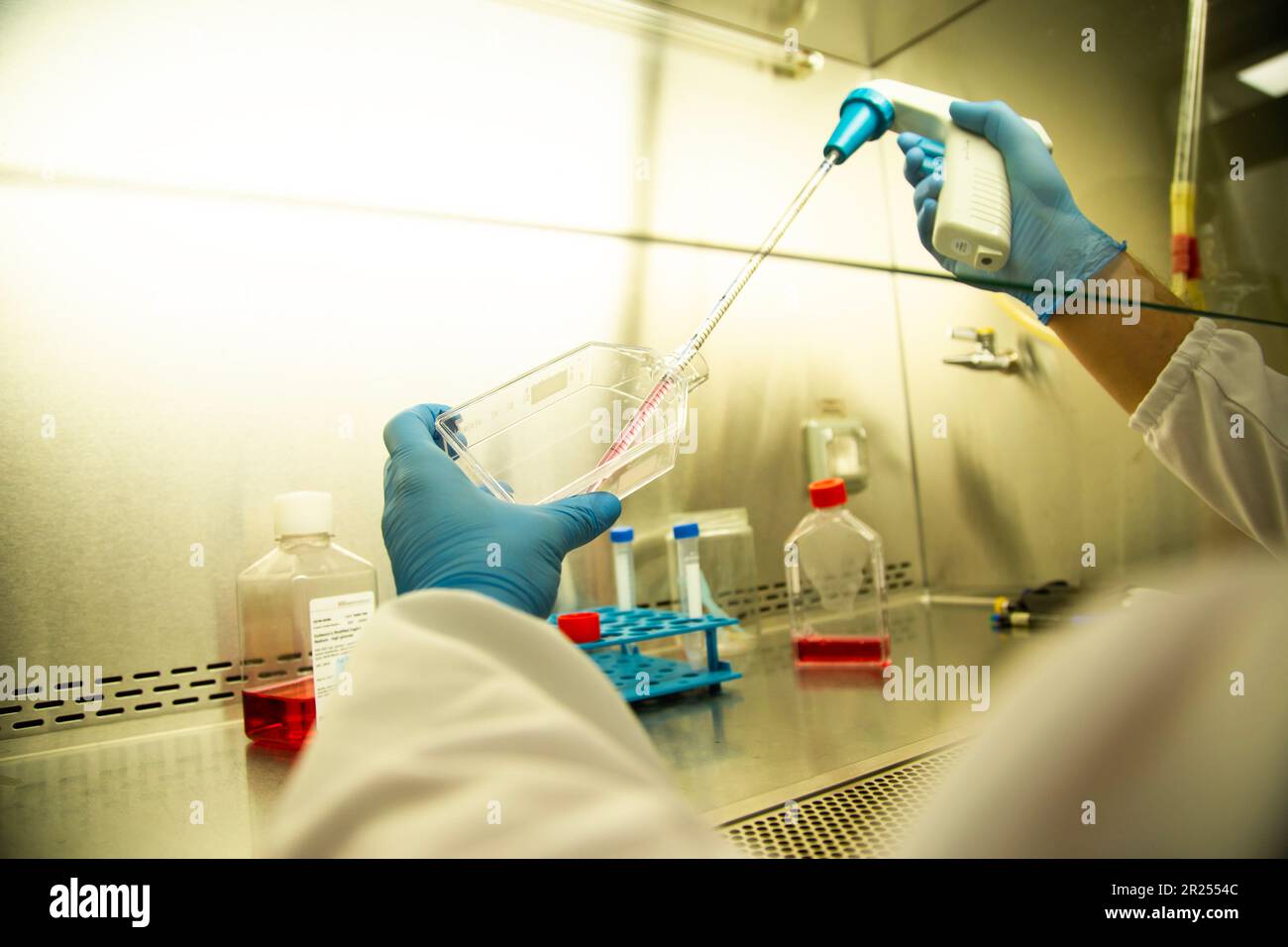 cell culture media Stock Photo - Alamy