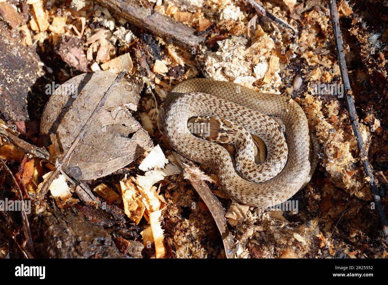 Balkan-Zornnatter, Balkanzornnatter, Zornnatter, Hierophis gemonensis ...