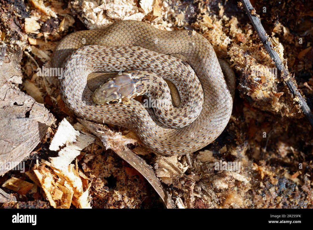 Balkan-Zornnatter, Balkanzornnatter, Zornnatter, Hierophis gemonensis ...