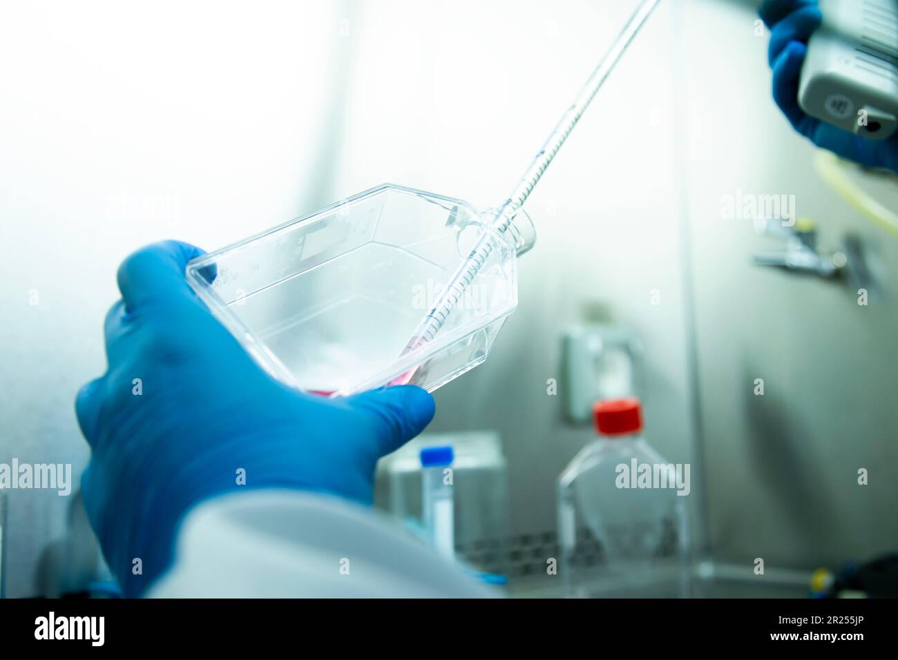 cell culture media Stock Photo - Alamy