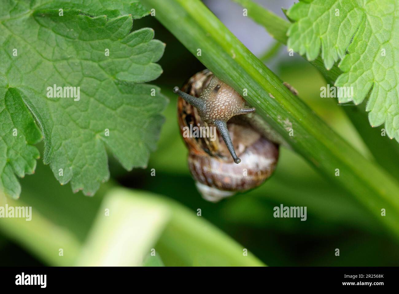 Garden snail Helix aspersa, marbled brown and black spiral shell of ...
