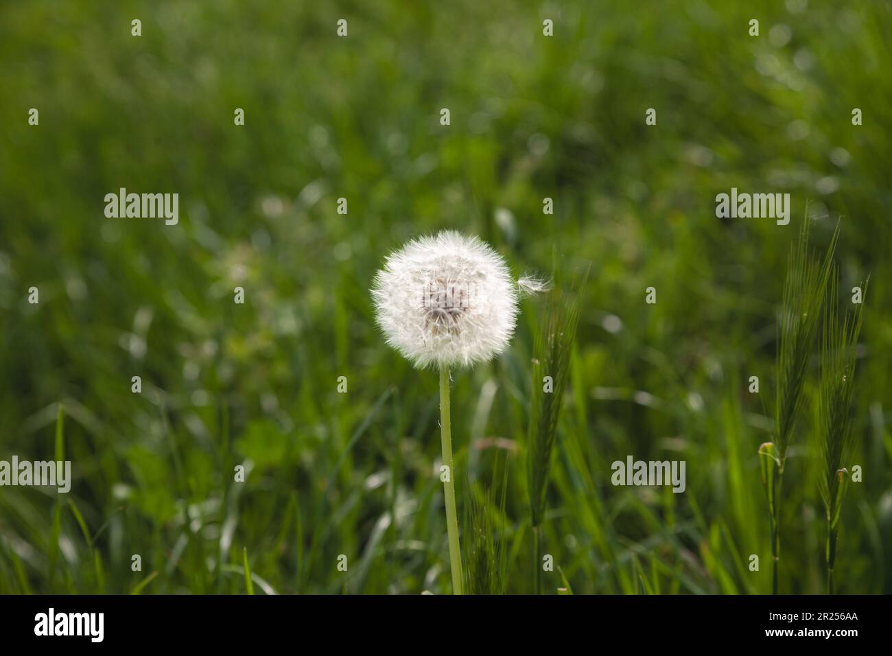 Picture of fluffy white dandelion flowers. Taraxacum is a large genus of flowering plants in the ...