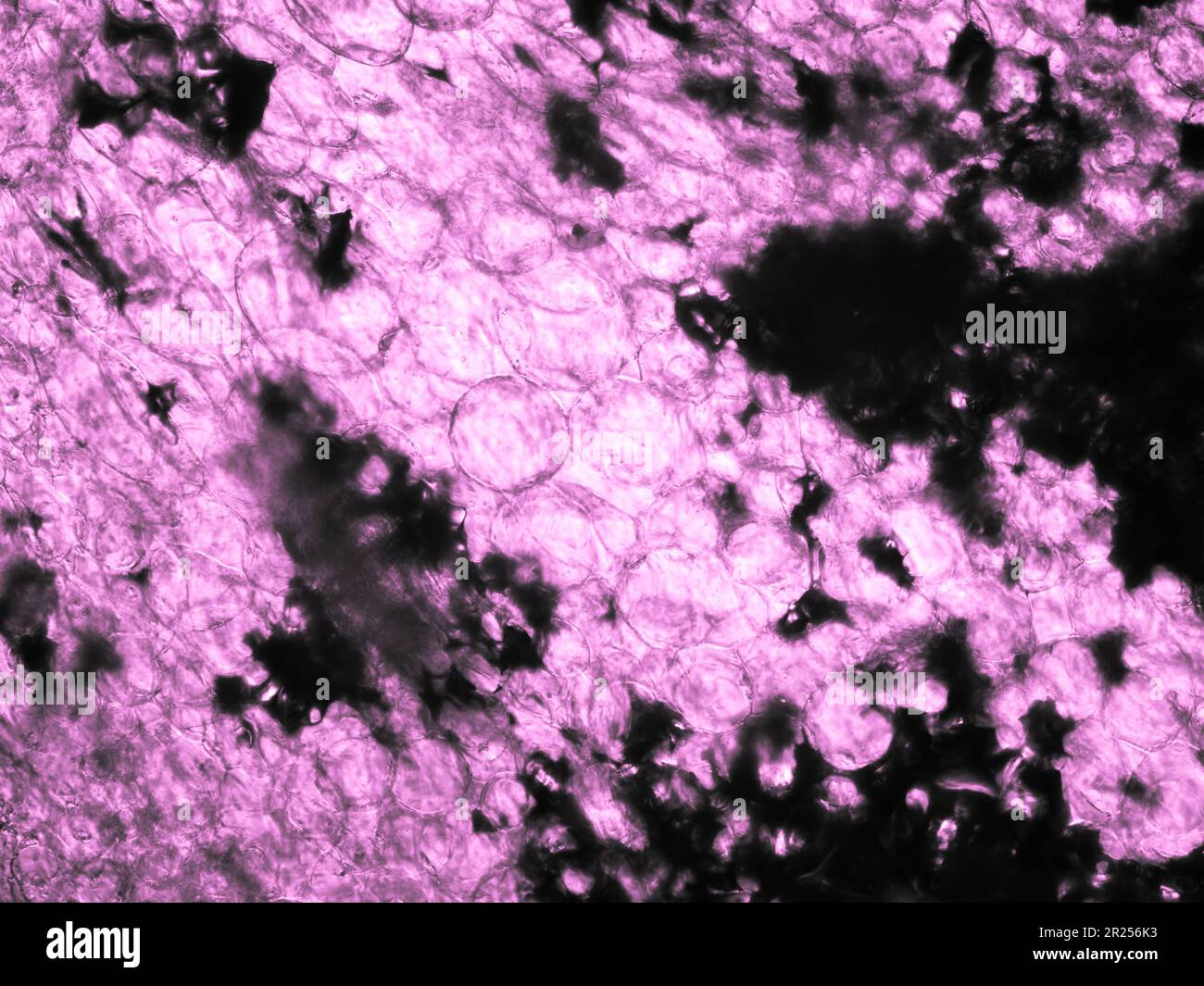 Cucumber cells texture seen in biological optical microscope. Stained for better artistic ...