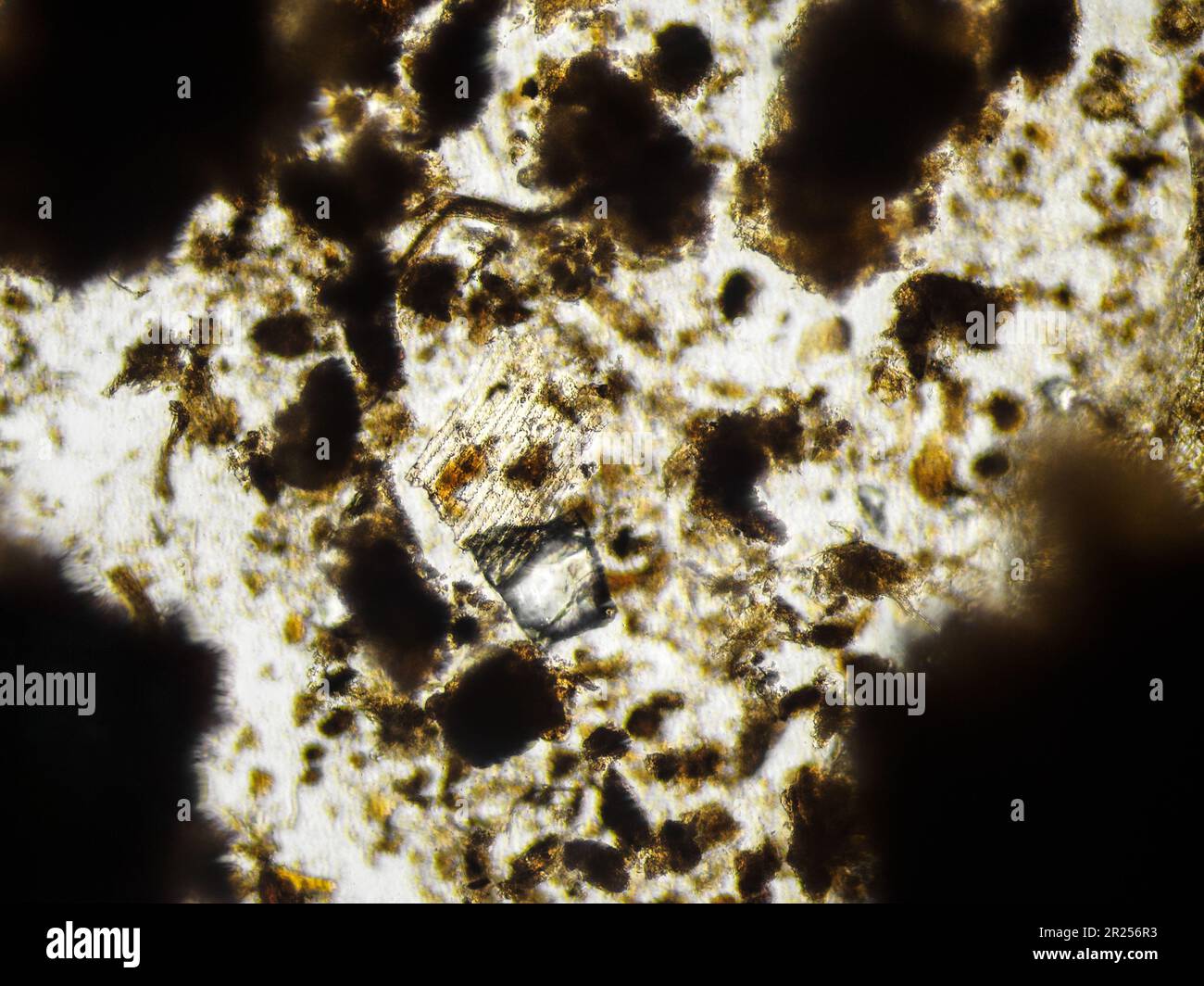 Soil from flower pot seen in biological microscope Stock Photo - Alamy