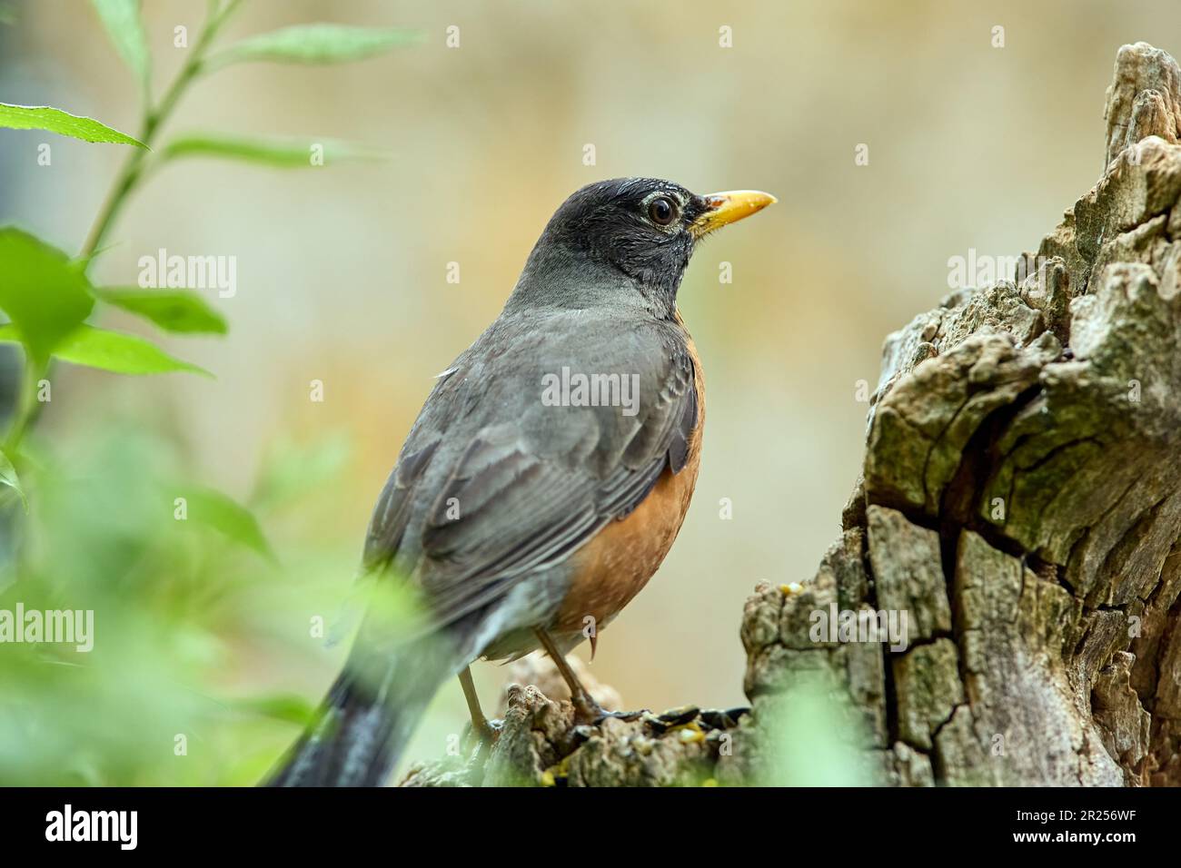 American Robin Standing on a perch Stock Photo - Alamy