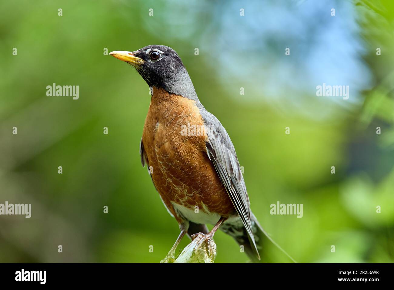 American Robin on a perch Stock Photo - Alamy