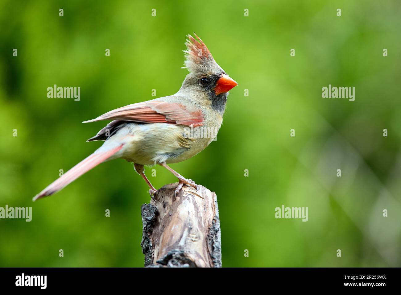Female cardinal hi-res stock photography and images - Alamy