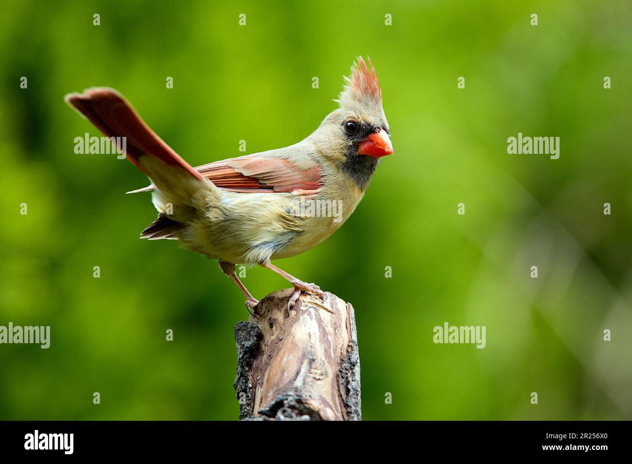 Female Cardinal standing on a perch Stock Photo - Alamy