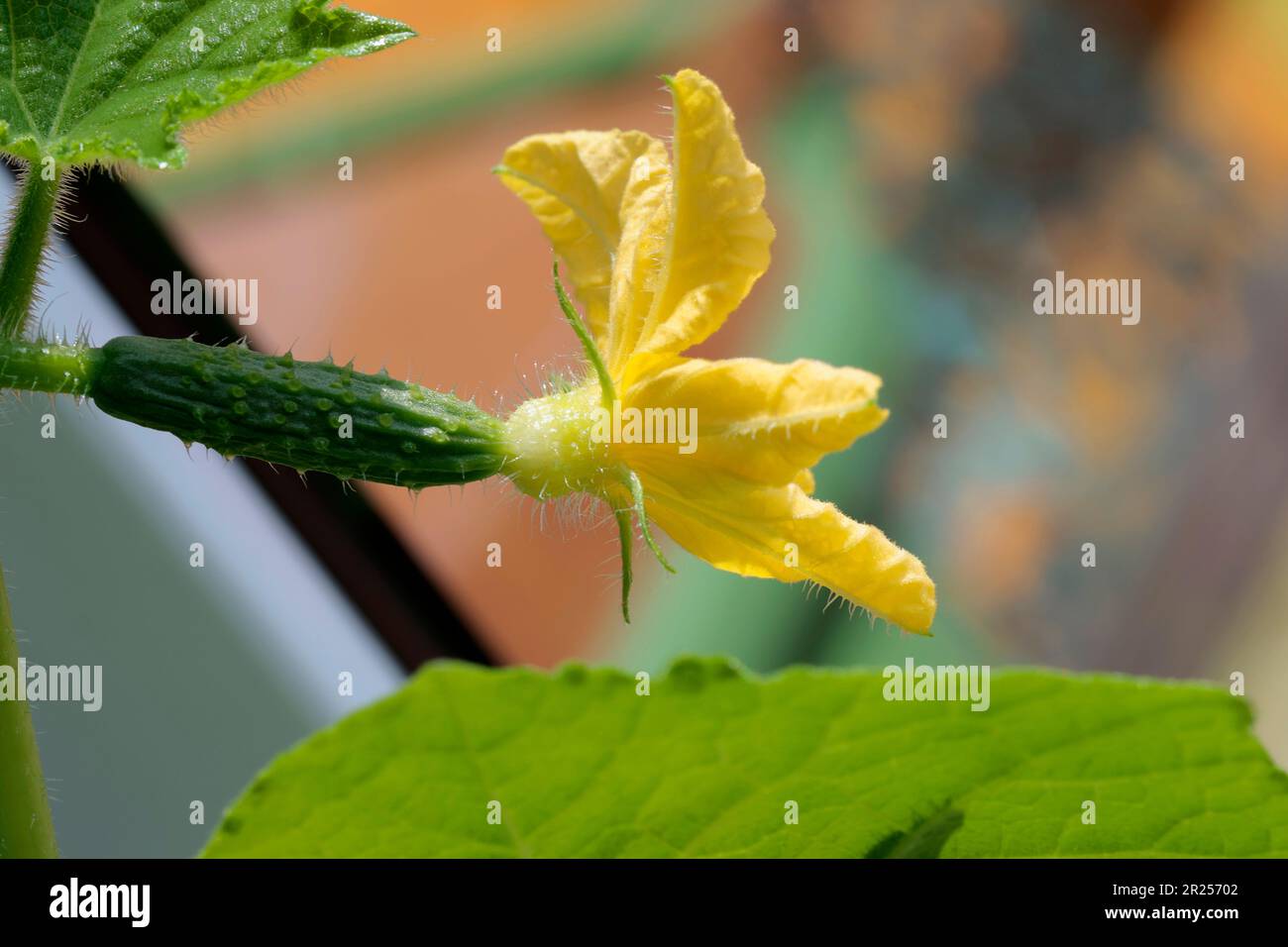 Cucumber forming with yellow flower by a window, one of many young ...