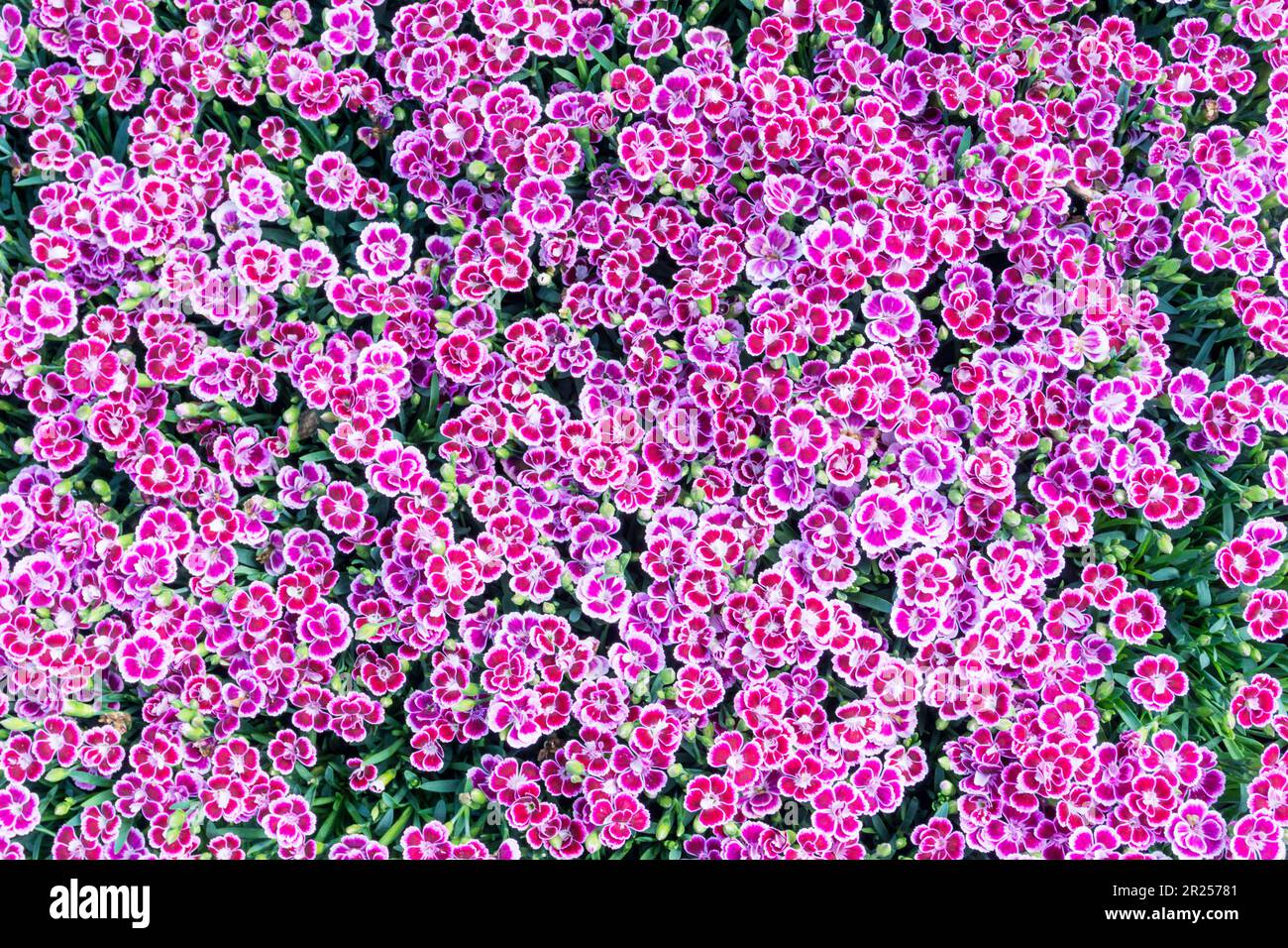 Dianthus 'Pink Kisses' Stock Photo - Alamy