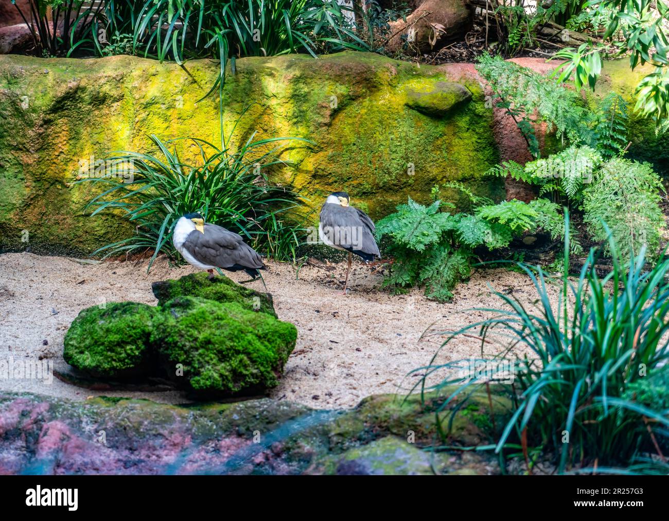 Two interesting birds at the Woodland Park Zoo in Seattle, Washington ...