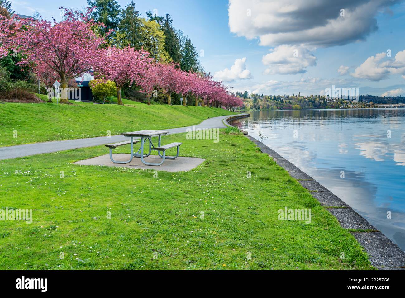 Cherry blossoms on trees along Lake Washington in Seattle Stock Photo ...