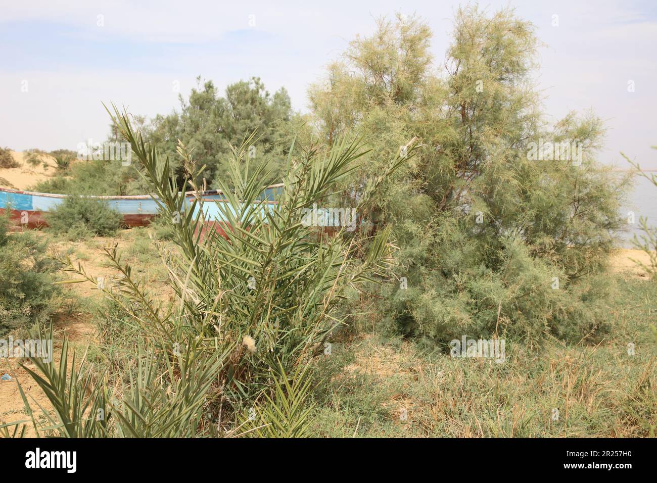 grass, boats, and sand Stock Photo - Alamy