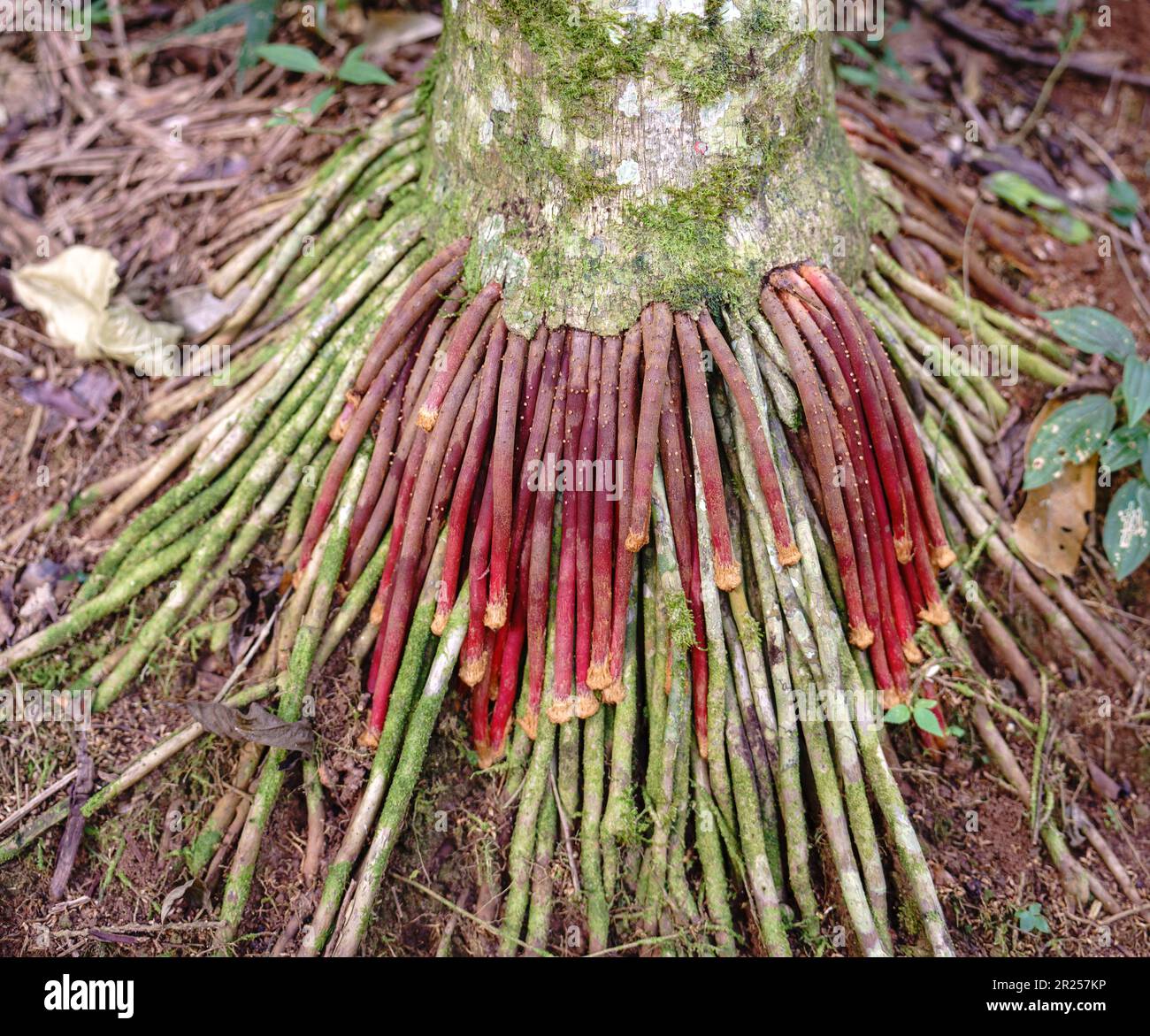 Curious Tree Roots of Wasai, with Bright Green and Red Colors ...