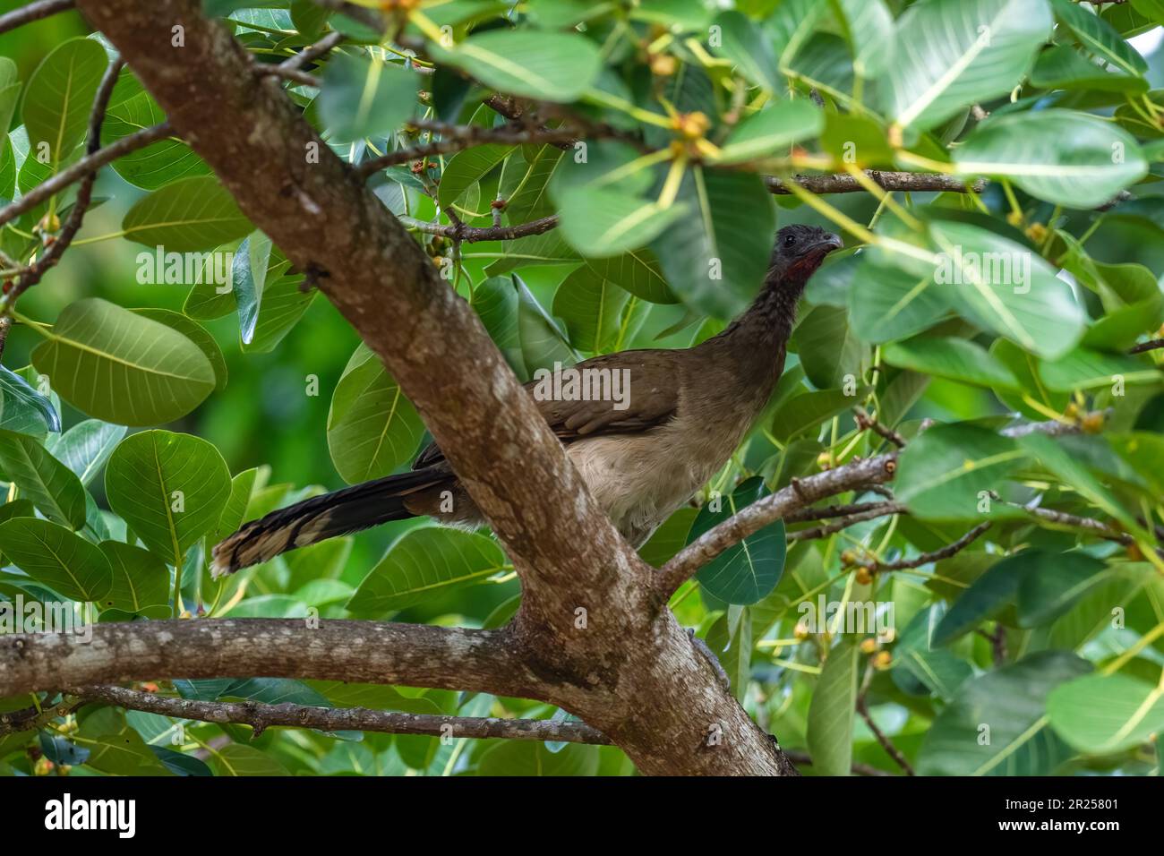 Grey-headed Chachalaca - Ortalis cinereiceps, special ancient bird from ...