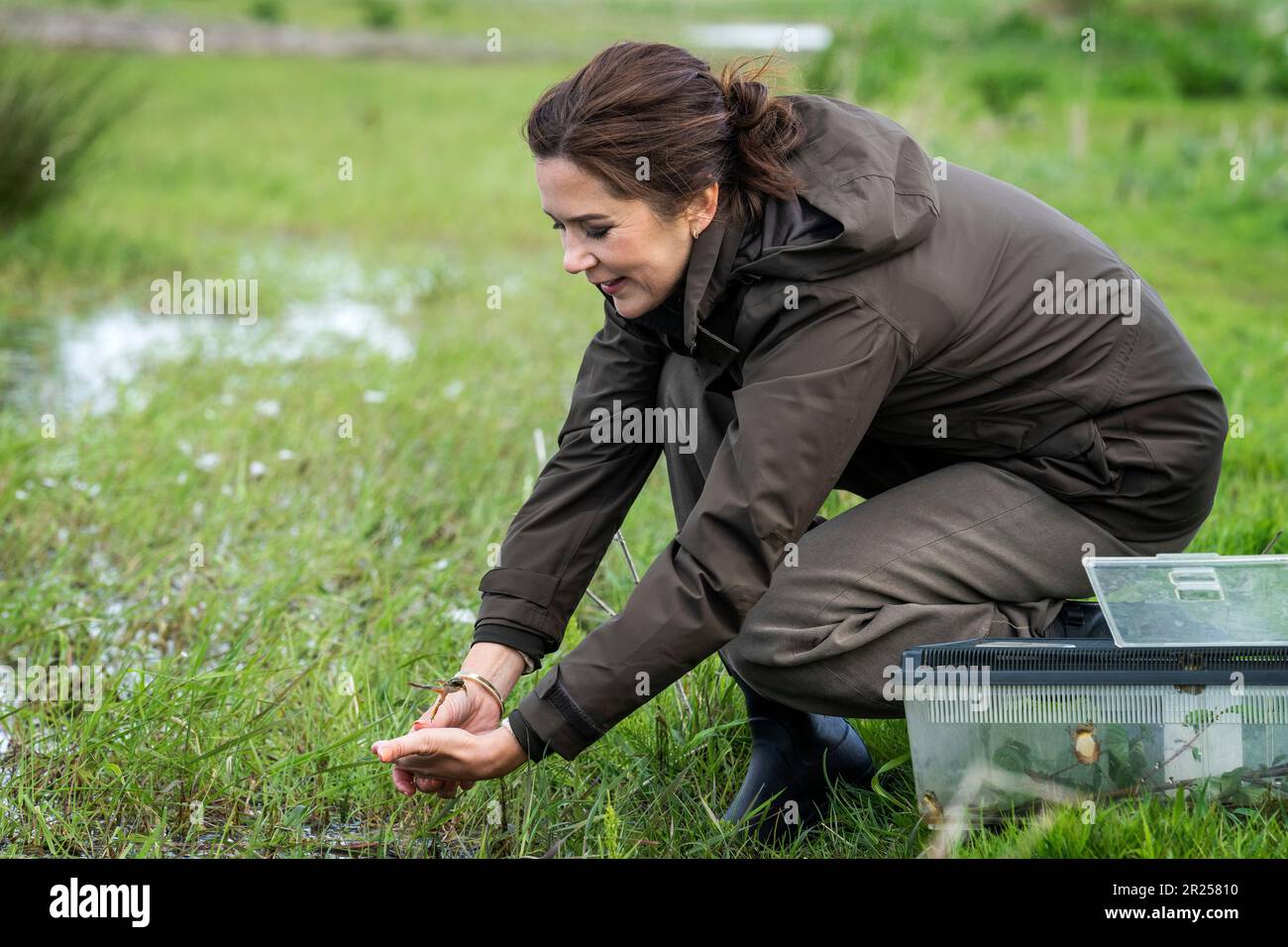 Denmark's Crown Princess Mary takes part in the counting of Denmark's ...