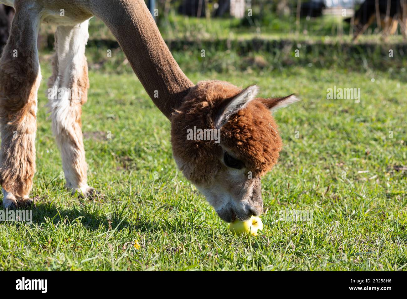 Closeup Face Of Brown Alpaca Animal Eating Apple, Green Grass in Meadow ...