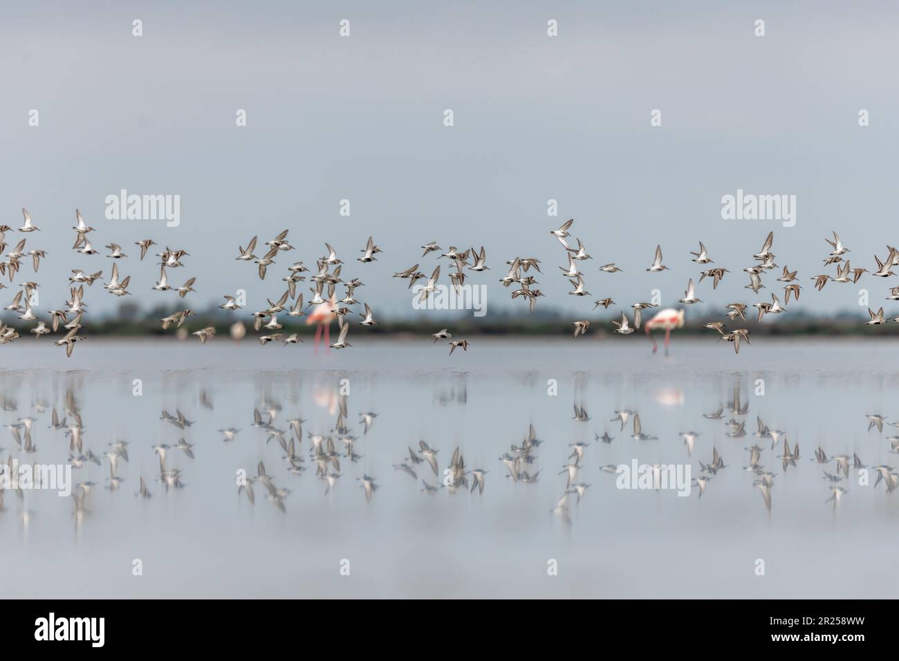Shorebirds, Dunlin (Calidris alpina) migrating north in the Vacares ...