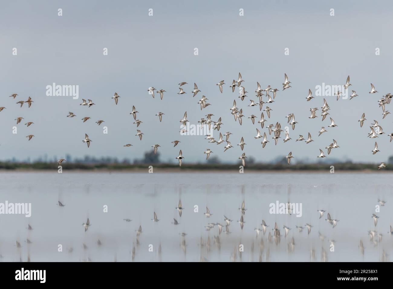 Shorebirds, Dunlin (Calidris alpina) migrating north in the Vacares ...