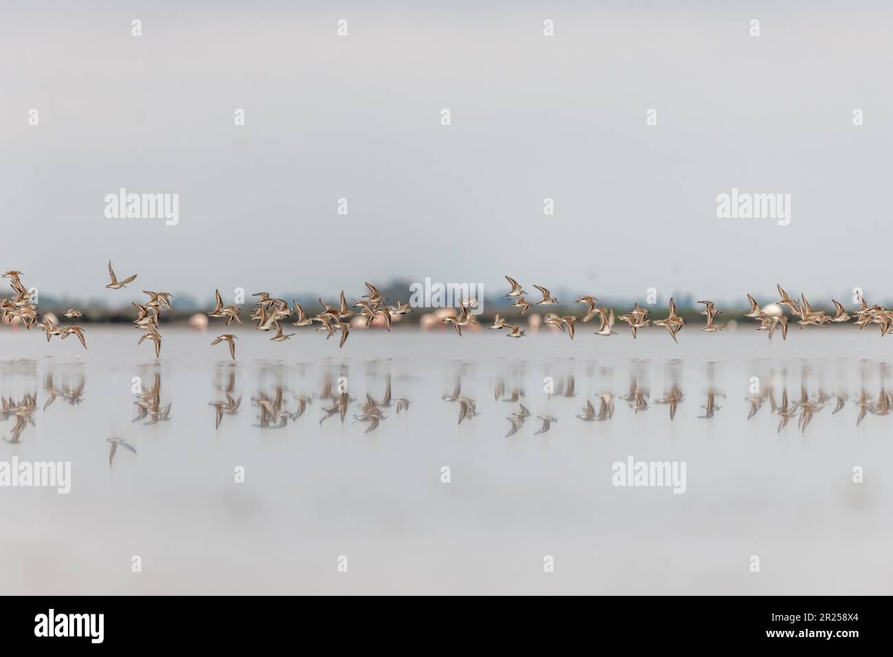 Shorebirds, Dunlin (Calidris alpina) migrating north in the Vacares ...