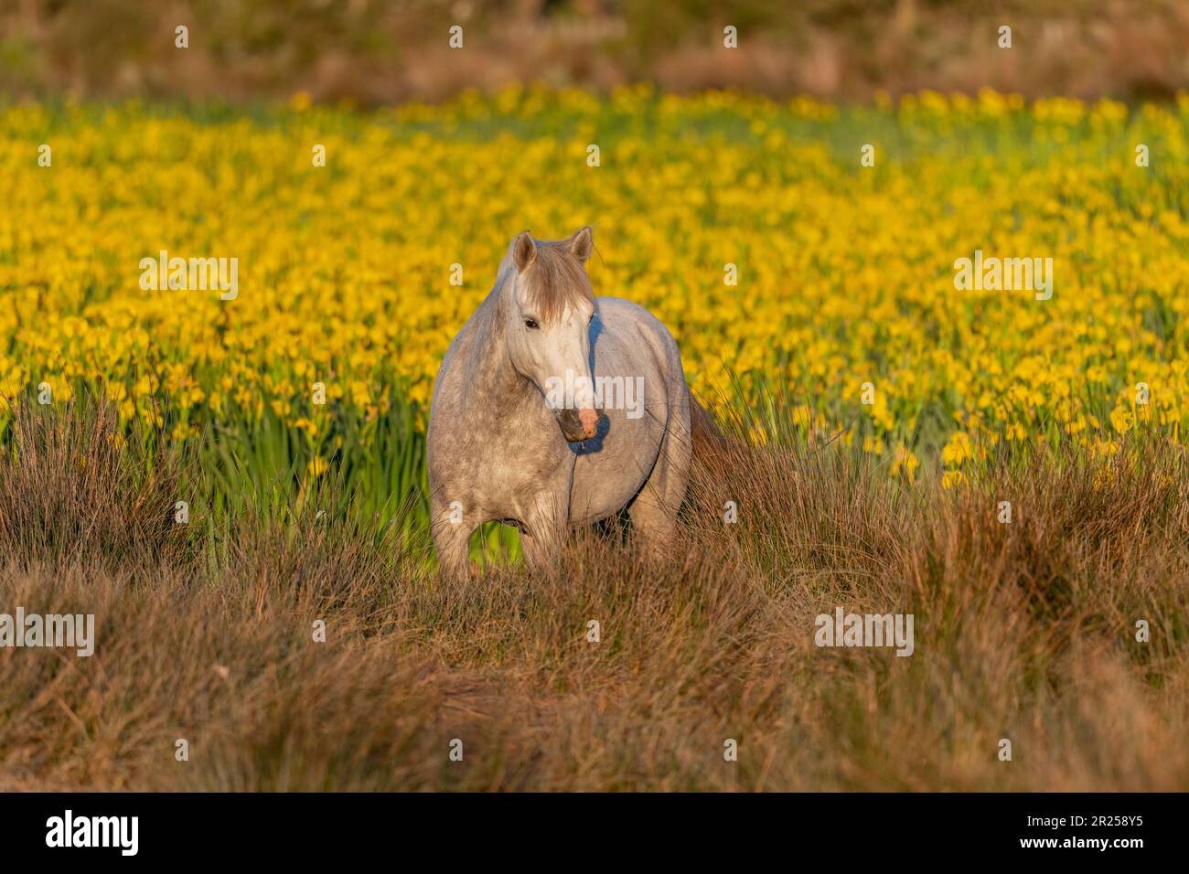 Camargue horse feeding in a swamp full of yellow irises.. Saintes ...