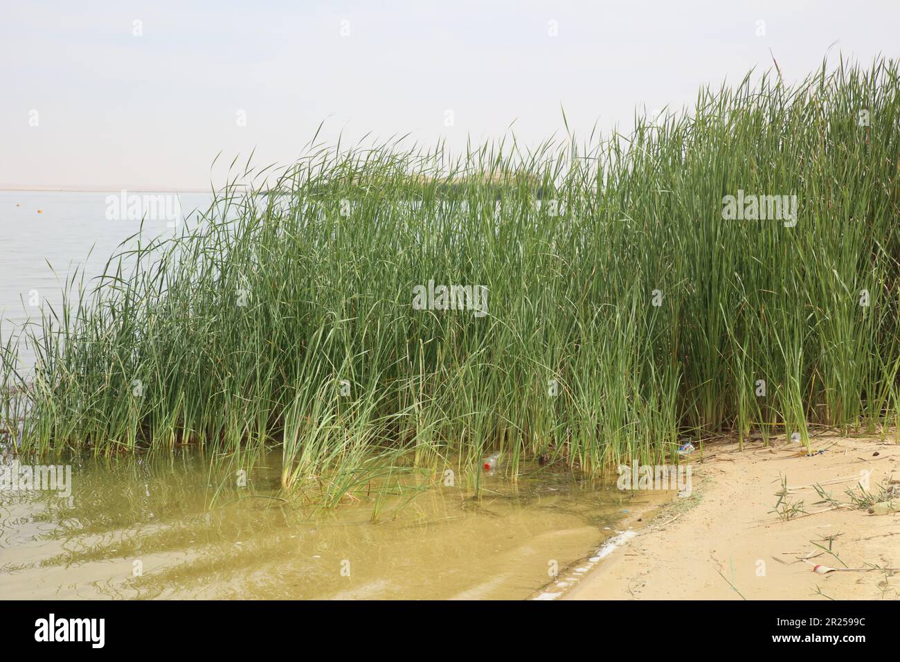 Grass on a lake in water Stock Photo - Alamy