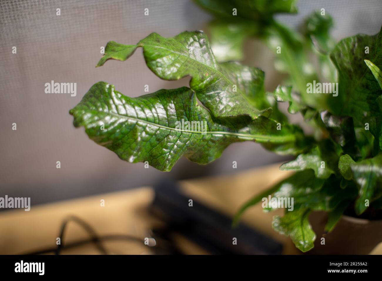 Crocodyllus fern hi-res stock photography and images - Alamy