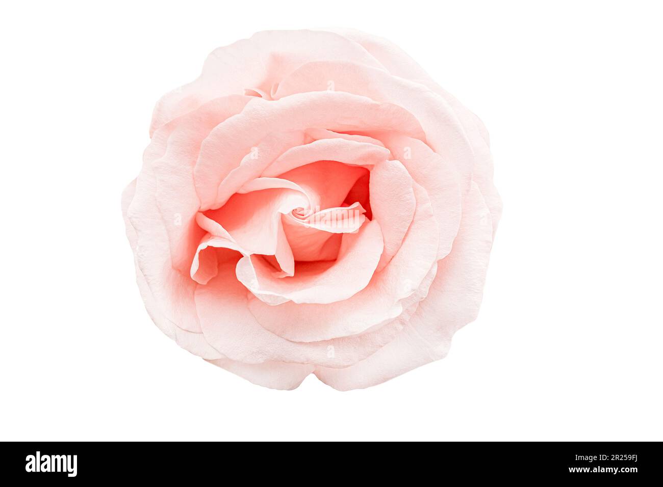 beautiful open soft pink rose blossom isolated on white background ...