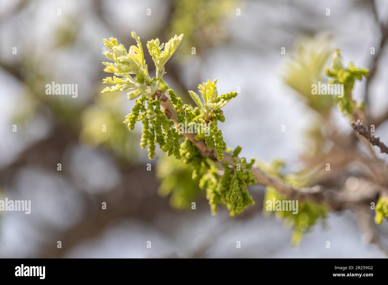 Emerging leaflets hi-res stock photography and images - Alamy