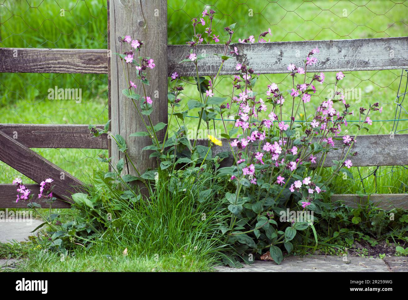 Self Seeded Red Campion Silene Dioica Flowers Stock Photo - Alamy