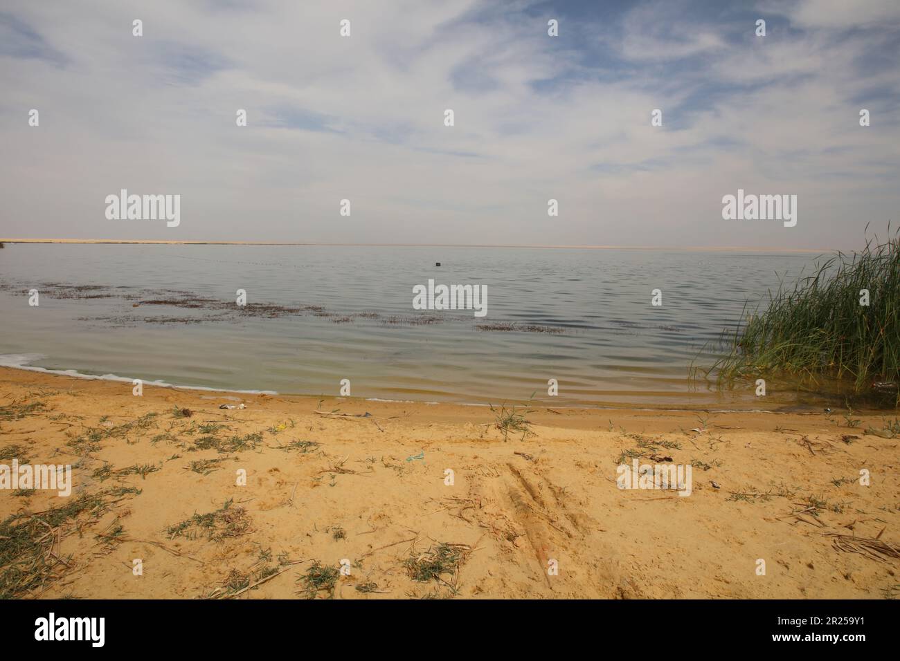 grass, shore, sand, and water Stock Photo - Alamy