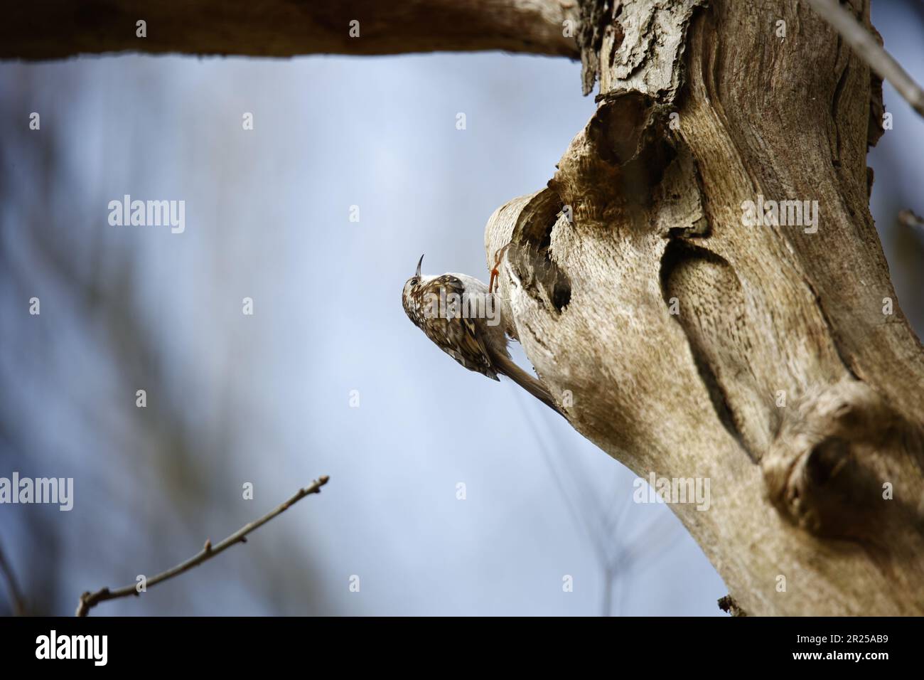 Searching for nesting material hi-res stock photography and images - Alamy