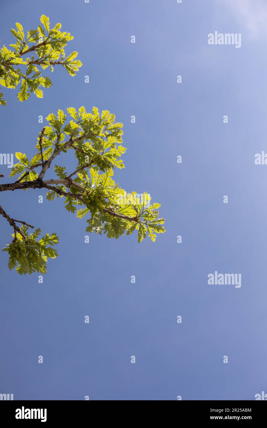 Oak leaves emerging in the spring Stock Photo - Alamy