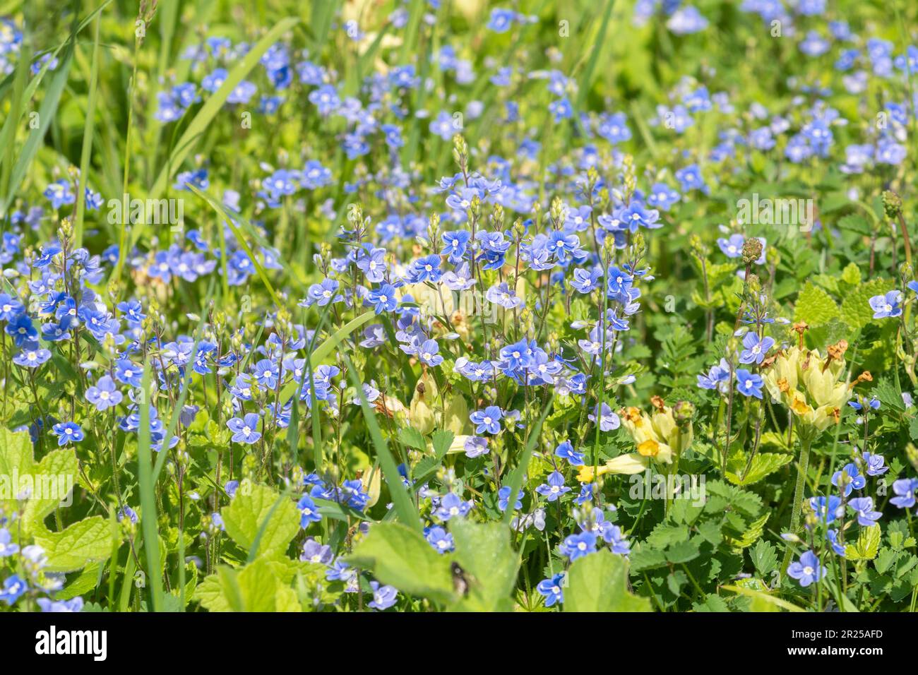 Speedwell (Veronica species), a common blue wildflower in May or Spring ...
