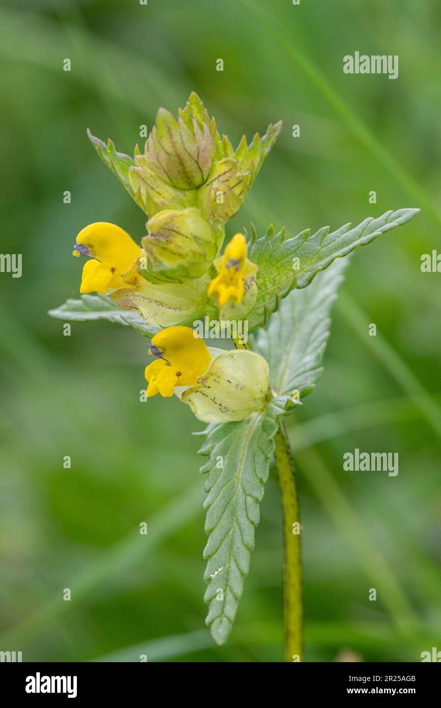 Yellow rattle (Rhinanthus minor Stock Photo - Alamy
