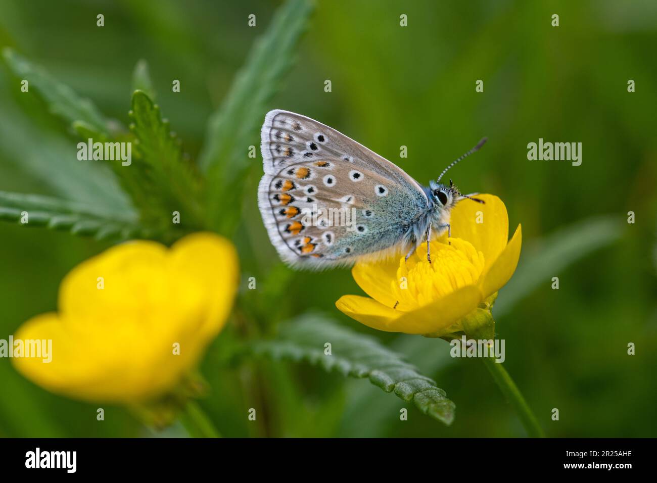 Common blue butterfly (Polyommatus icarus) on a bulbous buttercup ...