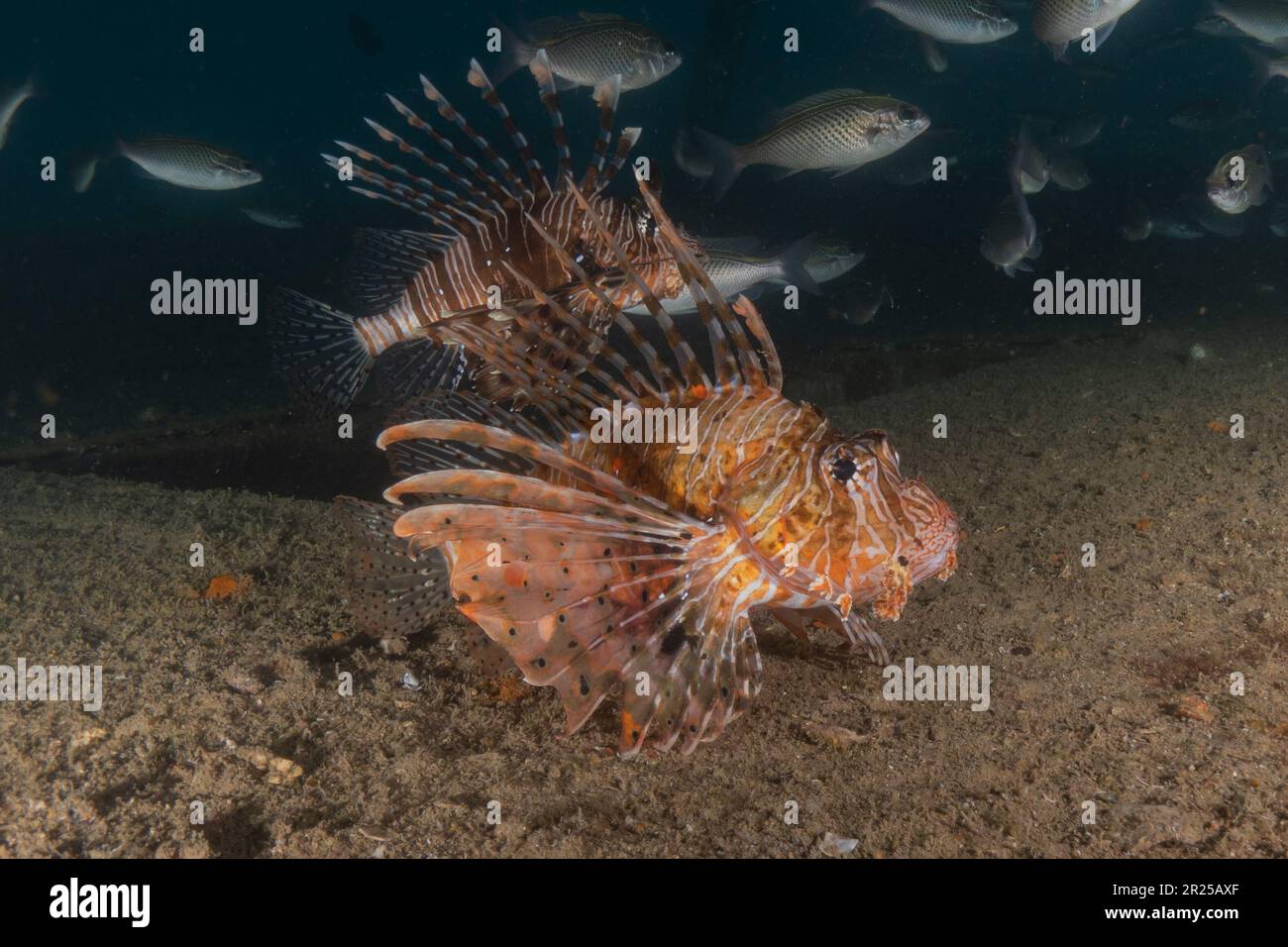 Lion fish in the Red Sea colorful fish, Eilat Israel Stock Photo - Alamy