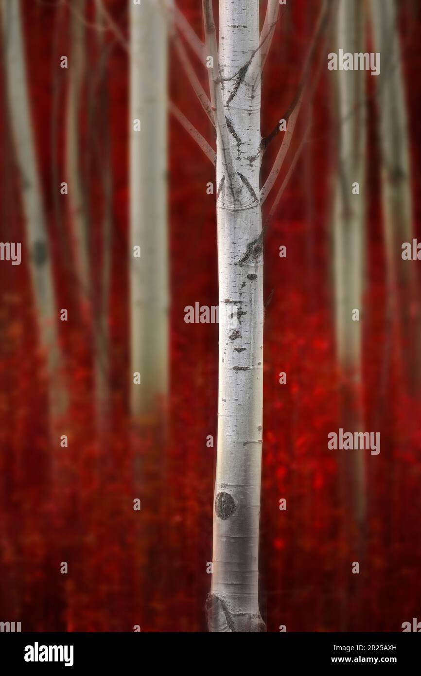 Aspen trees in fall with autumn colors lush forest birch red maples ...