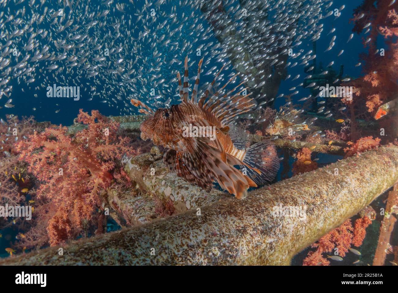 Lion fish in the Red Sea colorful fish, Eilat Israel Stock Photo - Alamy