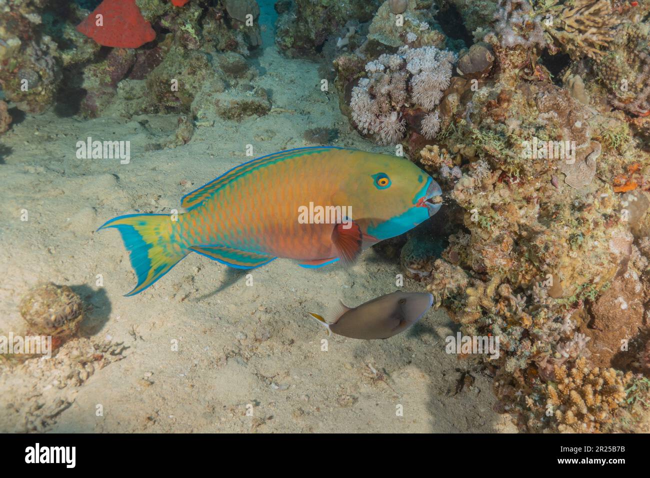 Fish swimming in the Red Sea, colorful fish, Eilat Israel Stock Photo ...