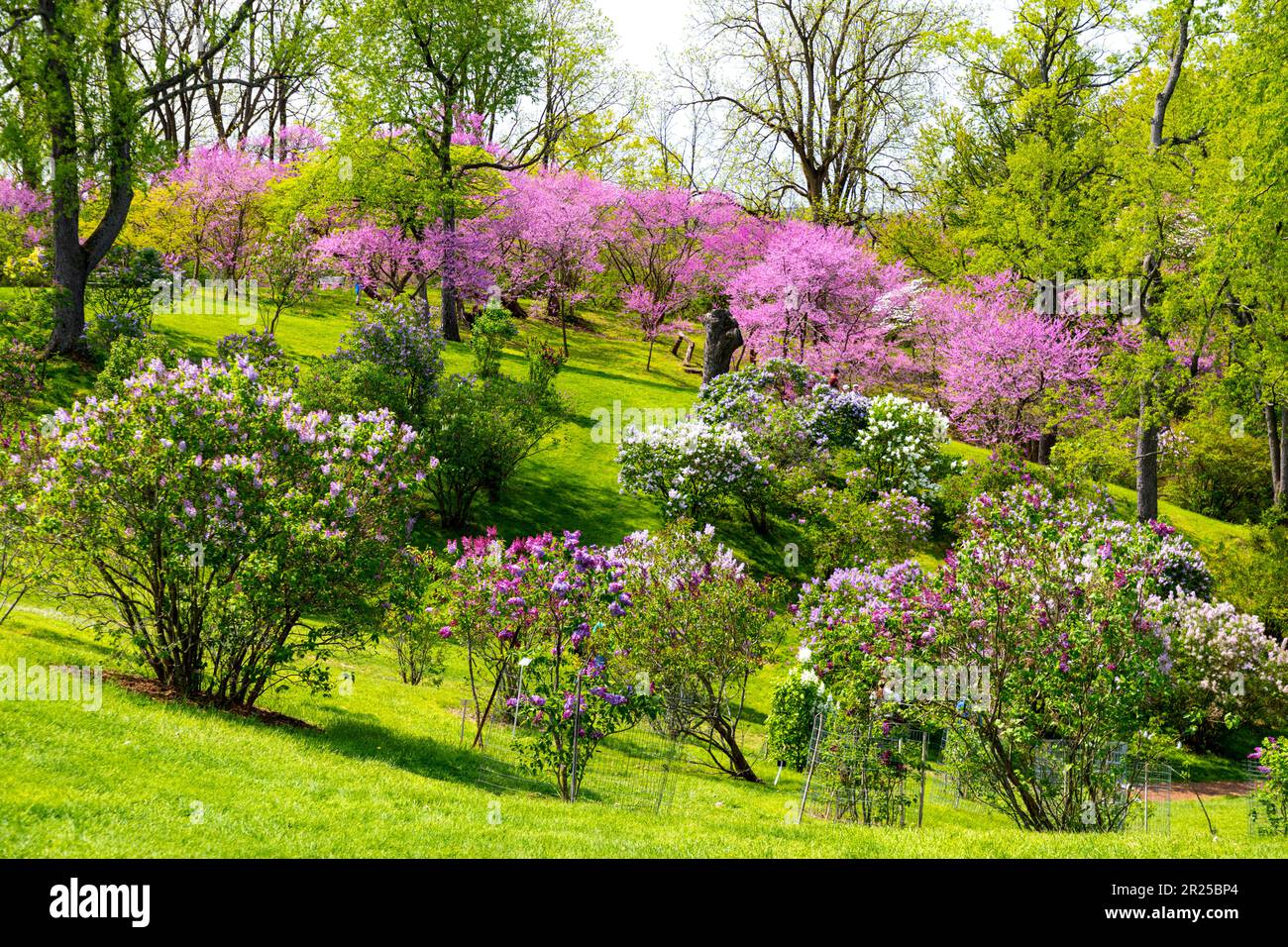 The Lilac Dell in full bloom. Royal Botanical Gardens Arboretum ...